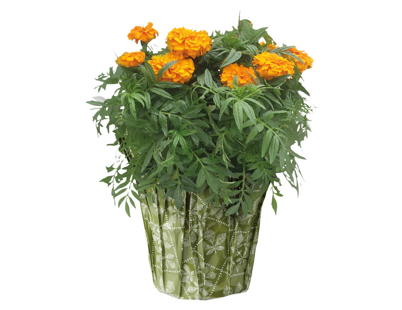 6" Marigolds - Assorted Color