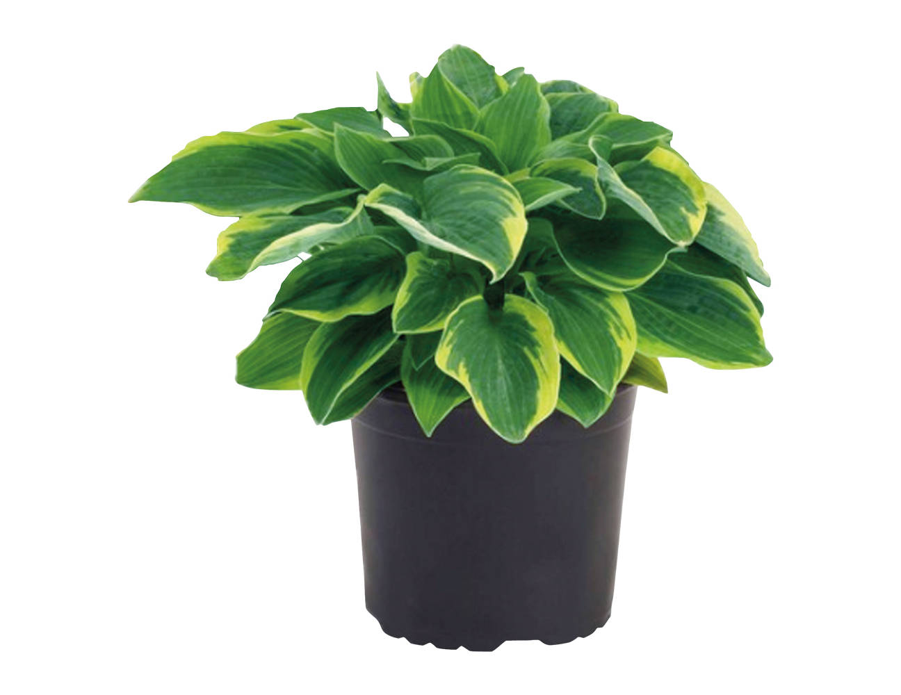 Spring Perennial - Assorted Varieties